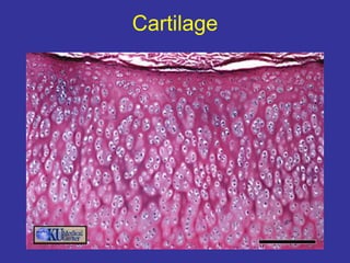 Anatomy unit 7 physiology of the skeletal system | PPT