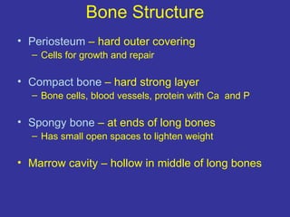 Anatomy unit 7 physiology of the skeletal system | PPT