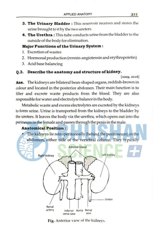 Anatomy Unit 8 The Renal System.pdf