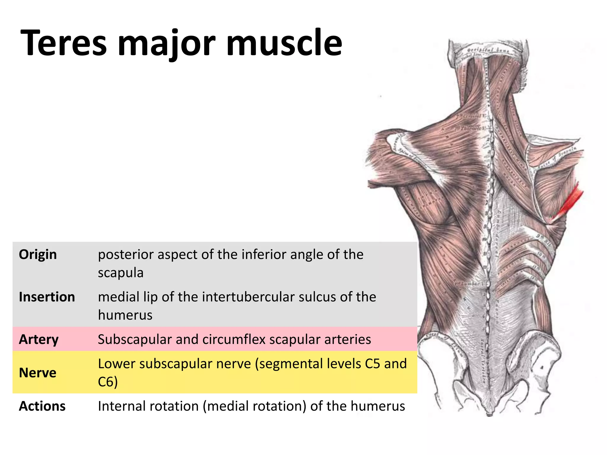 Anatomy upper limb scapulohumeral 24112010 | PPTX