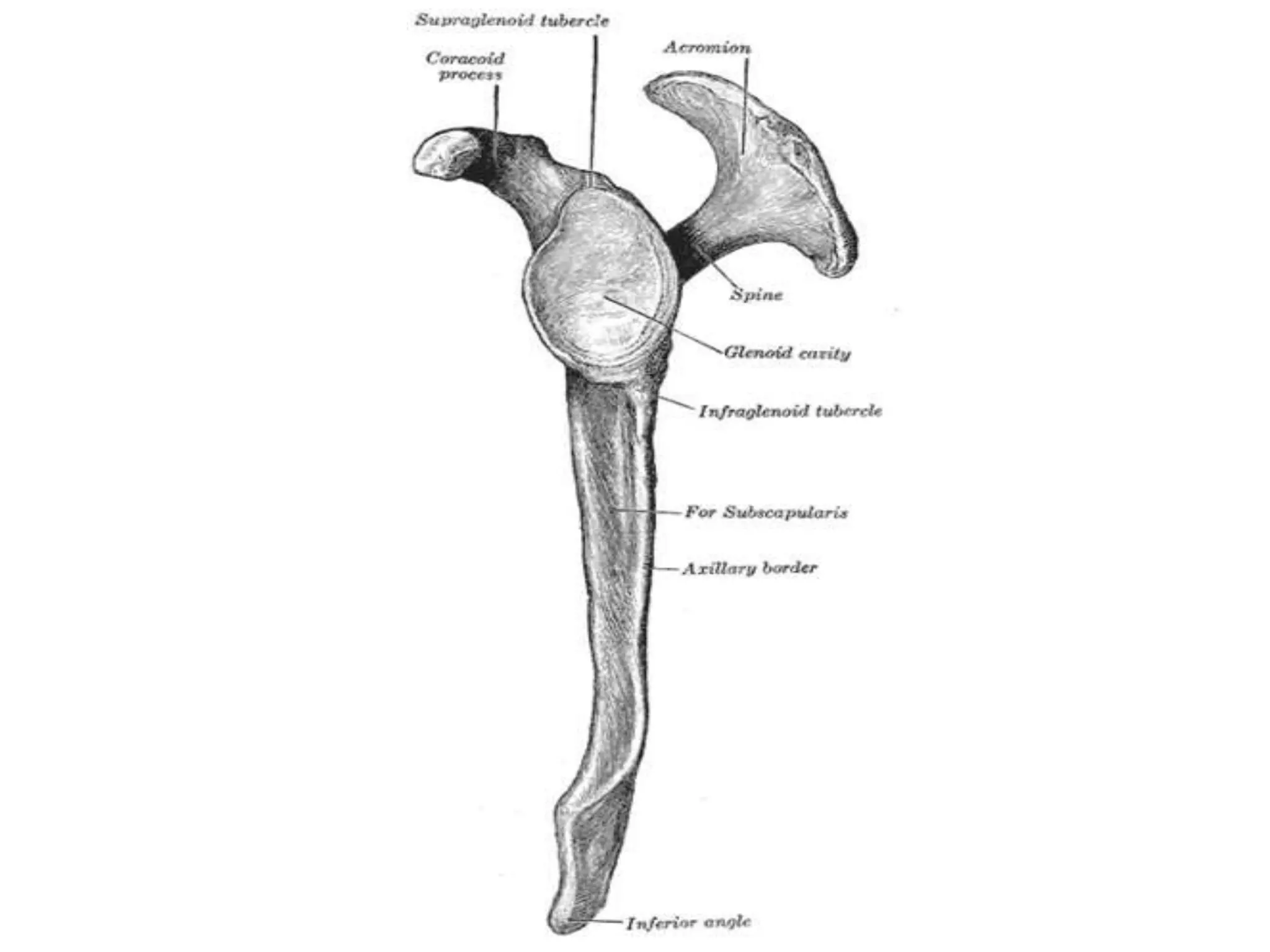 Anatomy upper limb scapulohumeral 24112010 | PPTX