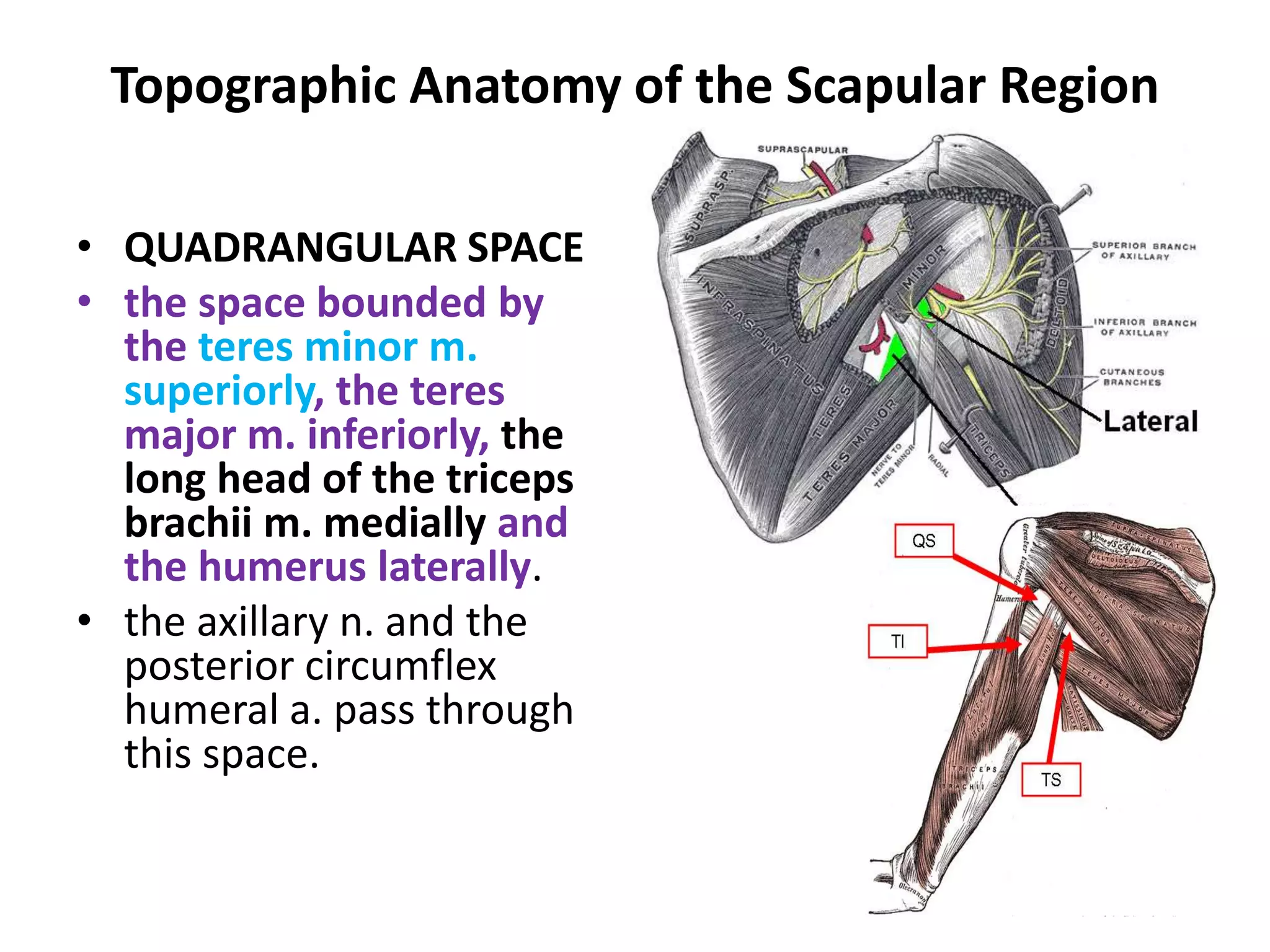Anatomy upper limb scapulohumeral 24112010 | PPTX