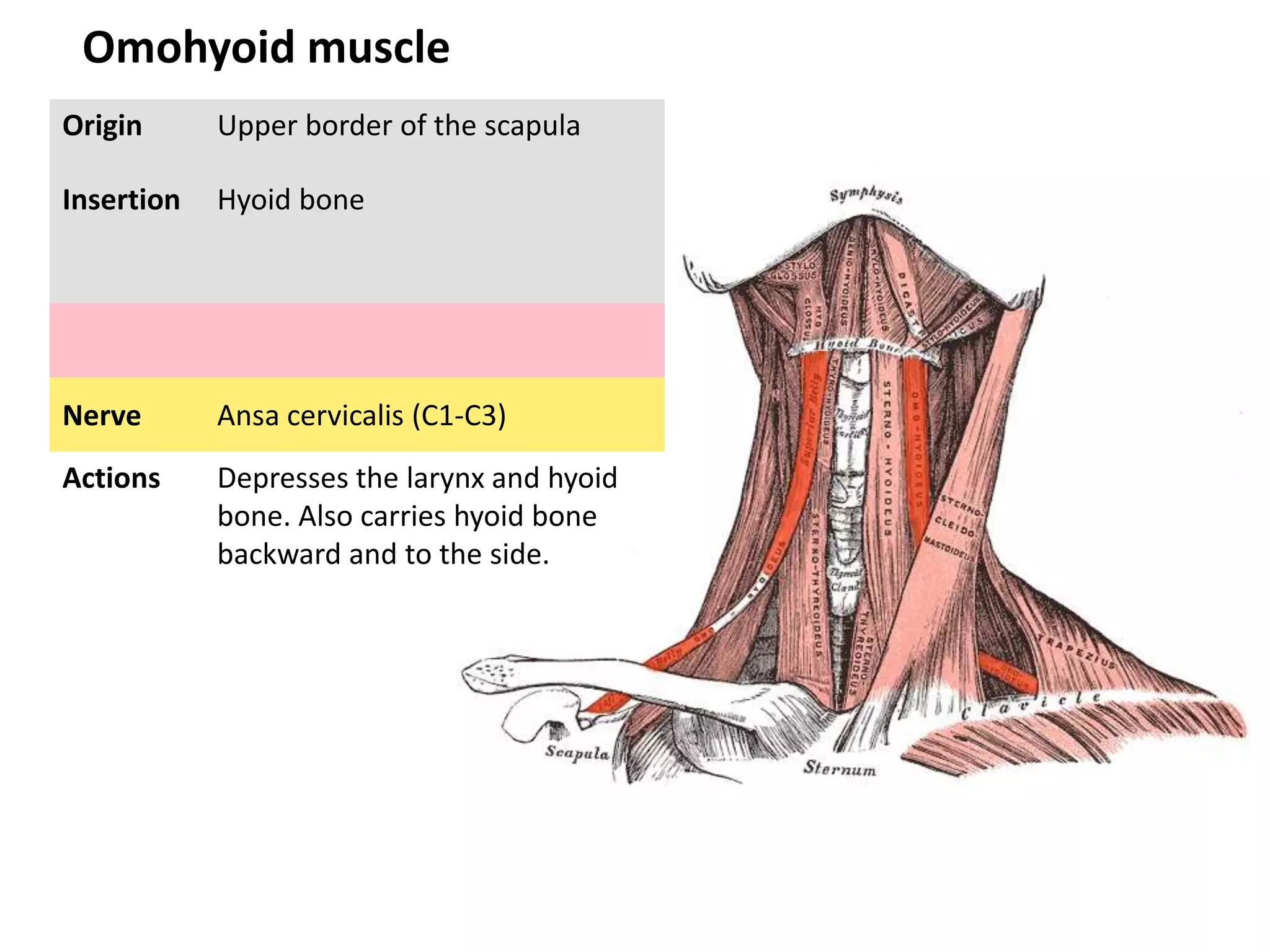 Anatomy upper limb scapulohumeral 24112010 | PPTX
