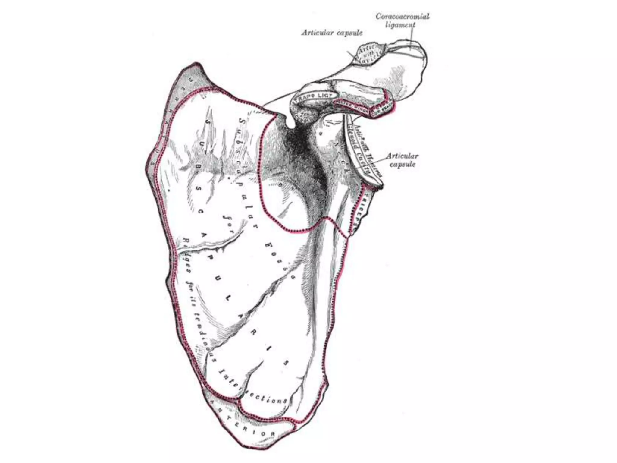 Anatomy upper limb scapulohumeral 24112010 | PPTX