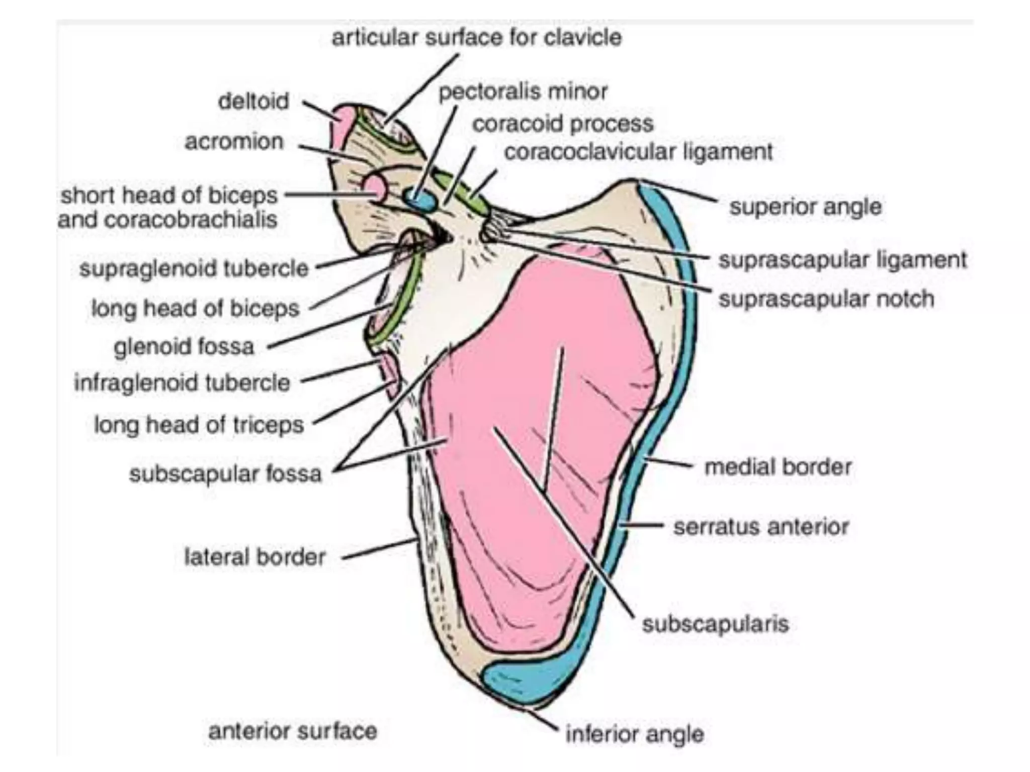 Anatomy upper limb scapulohumeral 24112010 | PPTX