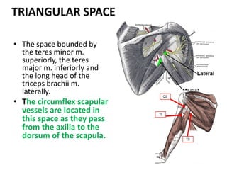 Anatomy upper limb scapulohumeral 24112010 | PPTX