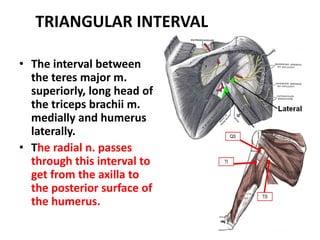 Axillary Interval