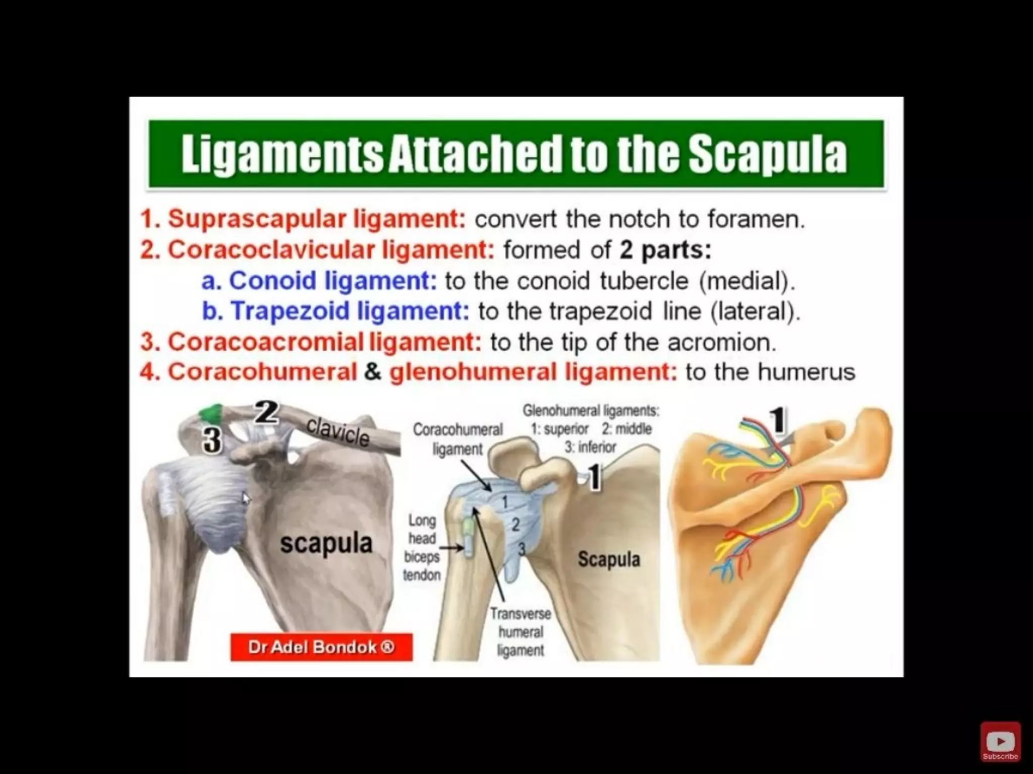 Anatomy upper limb summary mself.pdf