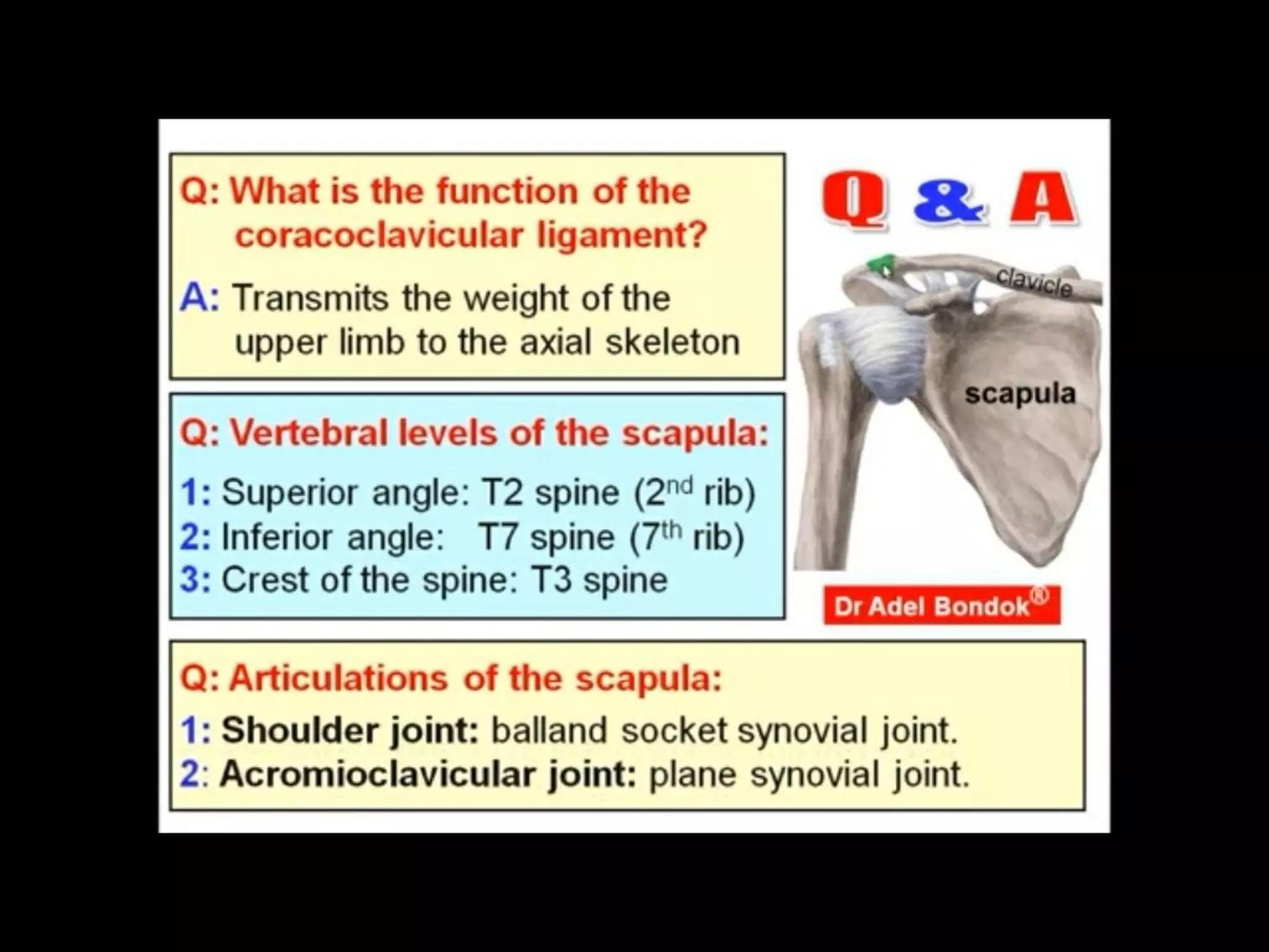 Anatomy upper limb summary mself.pdf