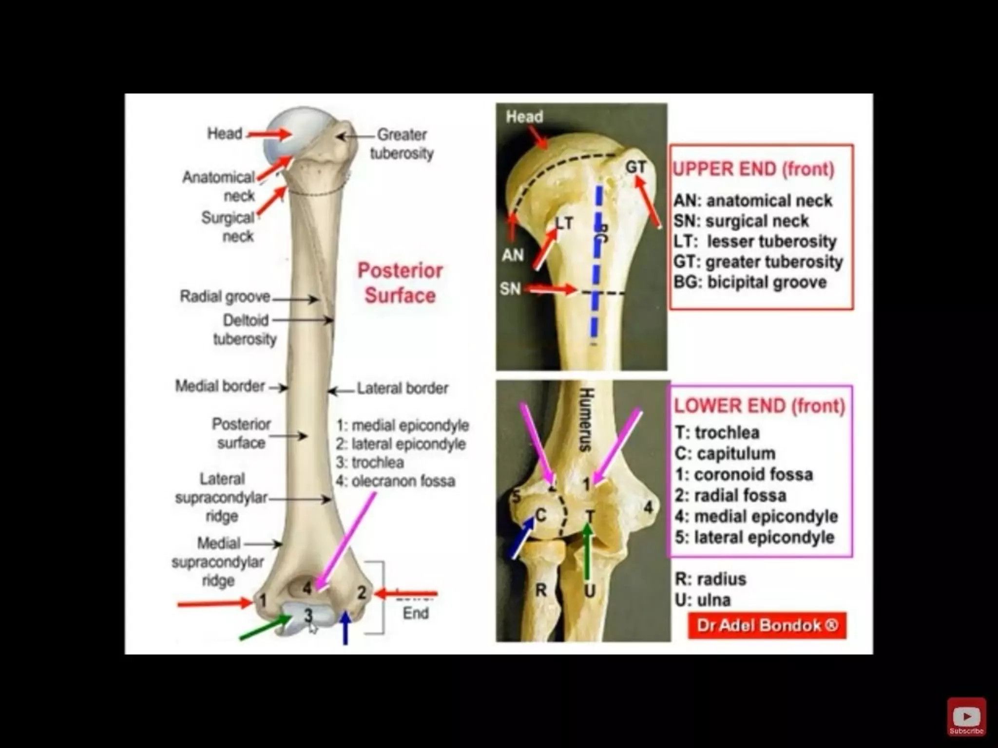 Anatomy upper limb summary mself.pdf