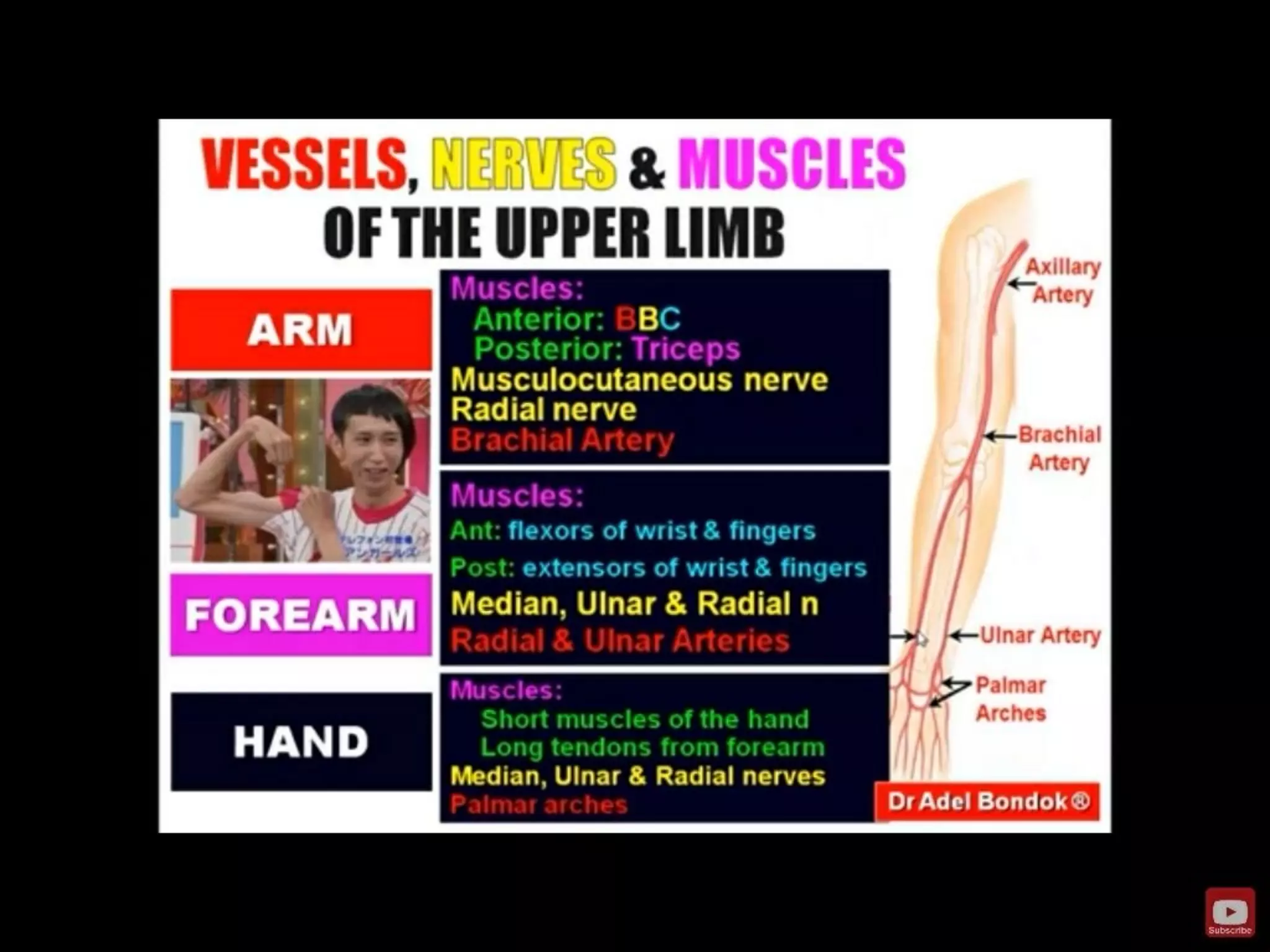 Anatomy upper limb summary mself.pdf