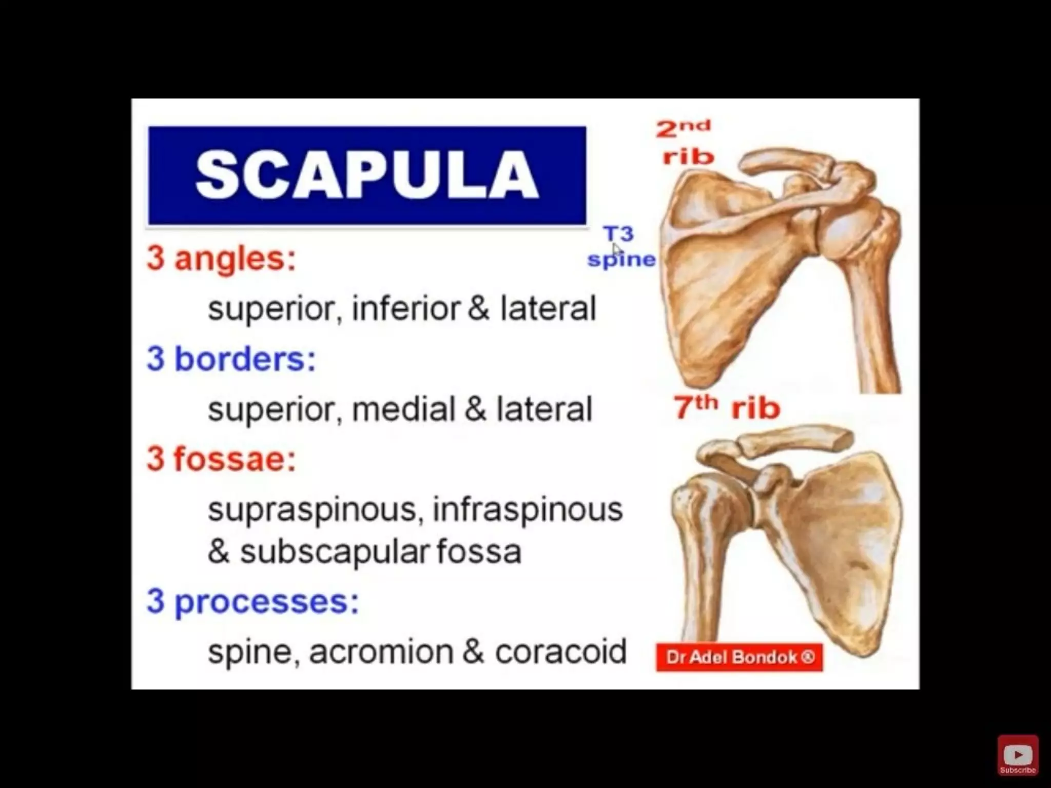 Anatomy upper limb summary mself.pdf