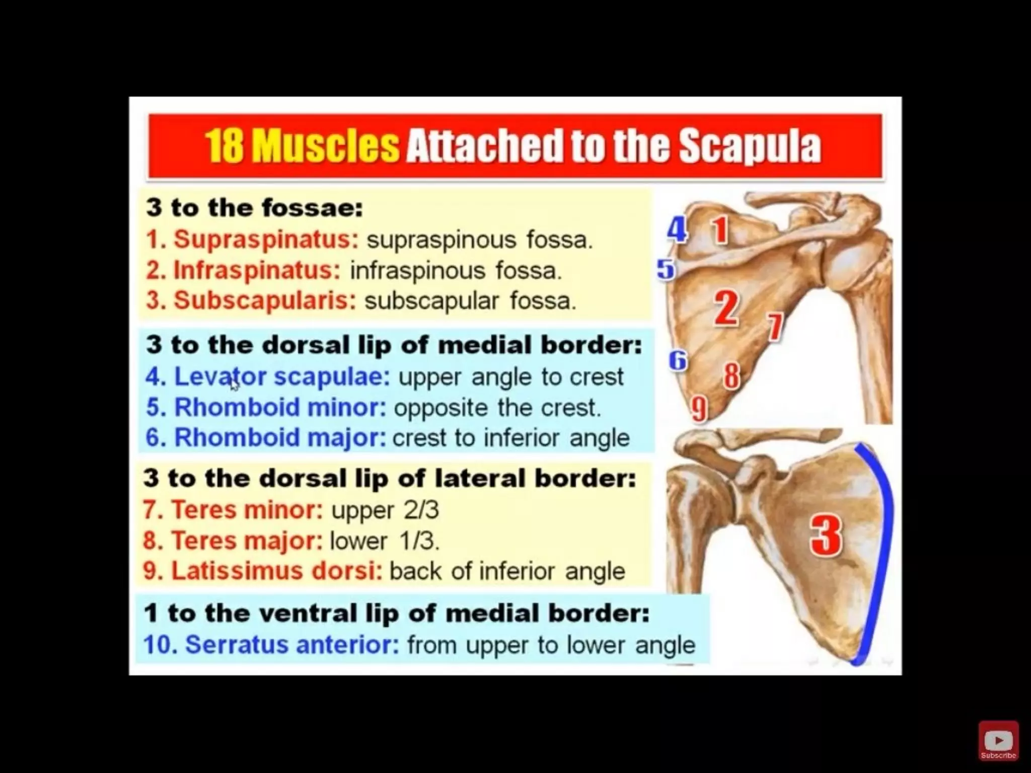 Anatomy upper limb summary mself.pdf