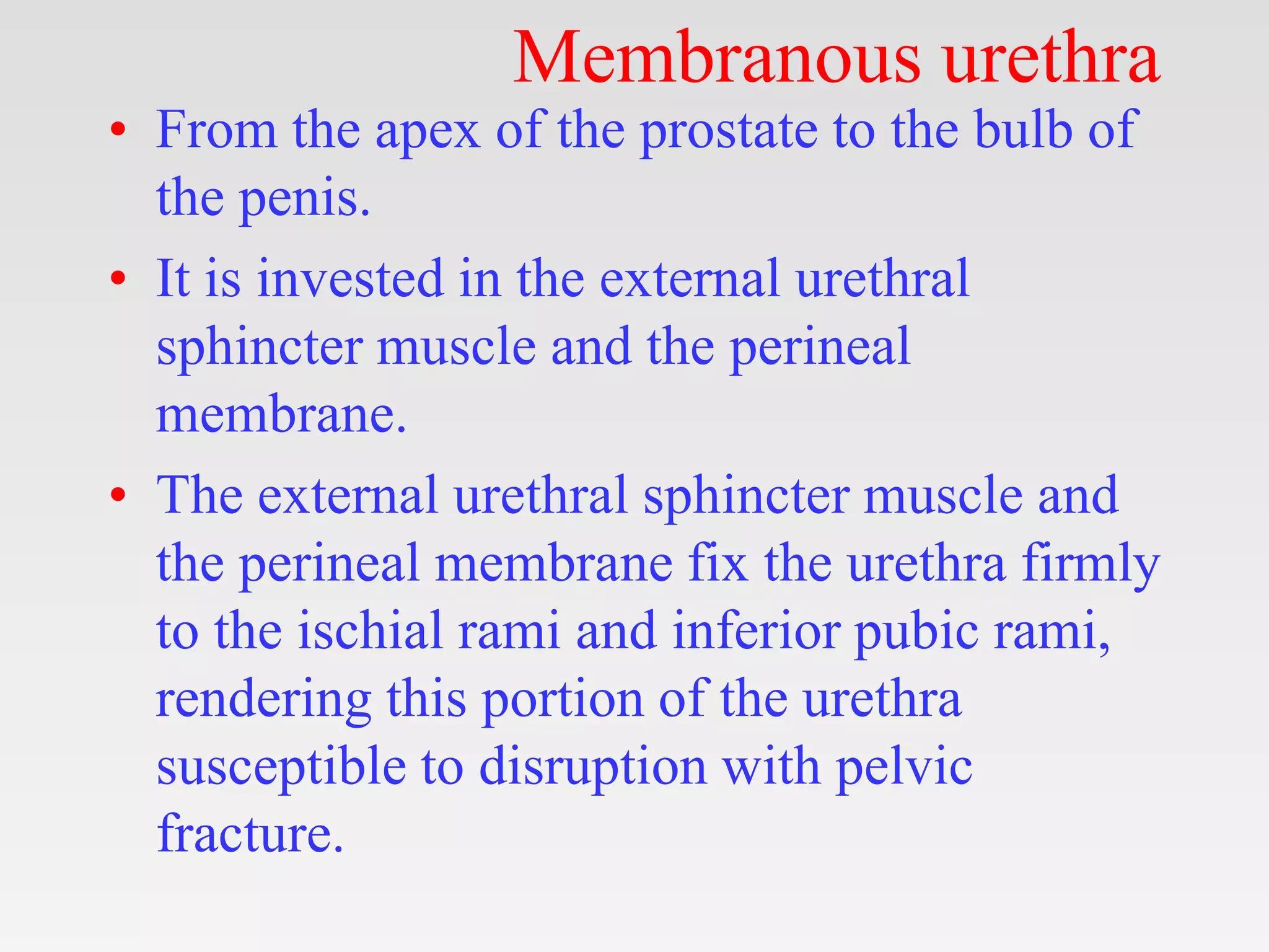 Anatomy Urethra.pptx