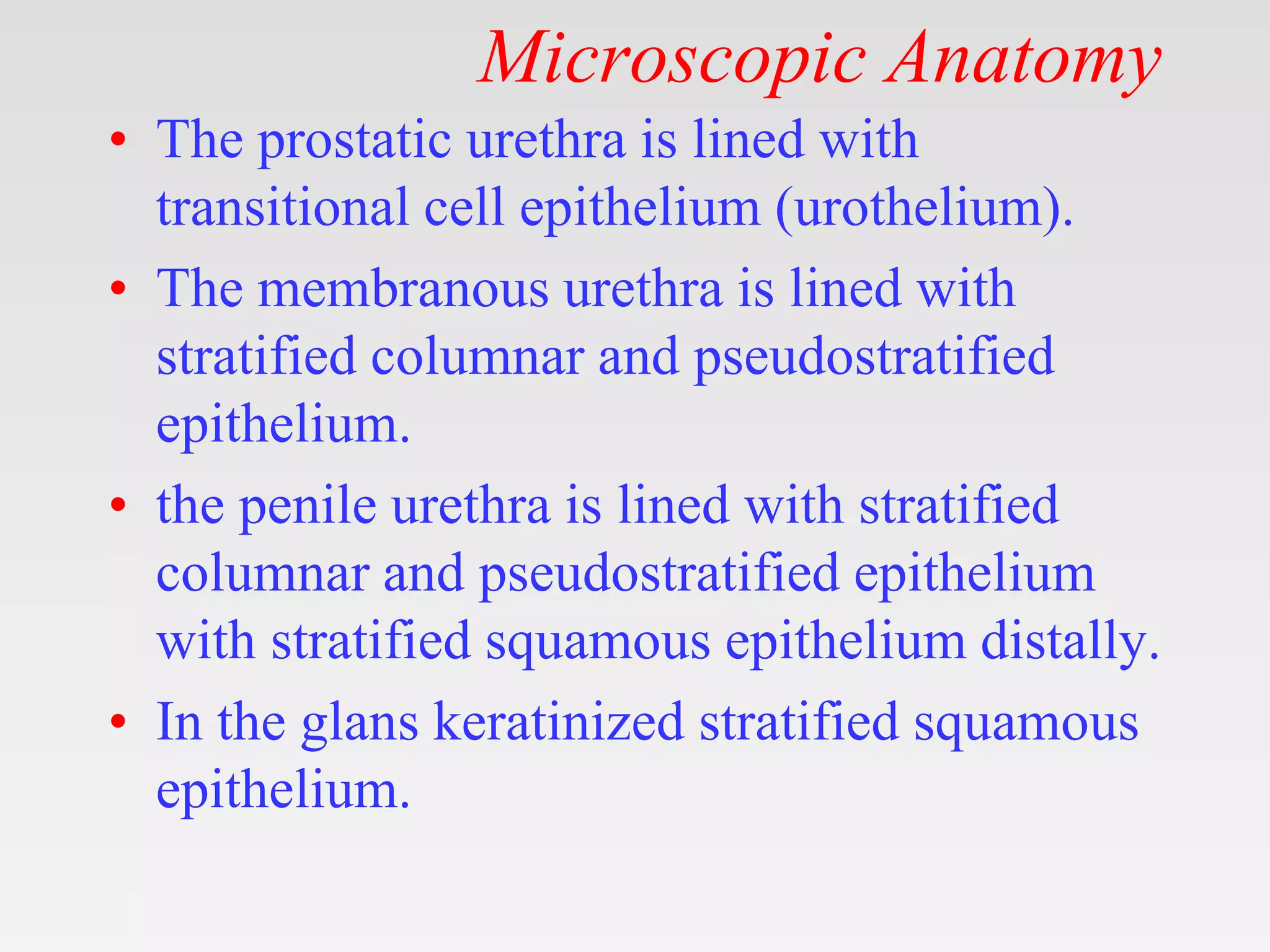 Anatomy Urethra.pptx