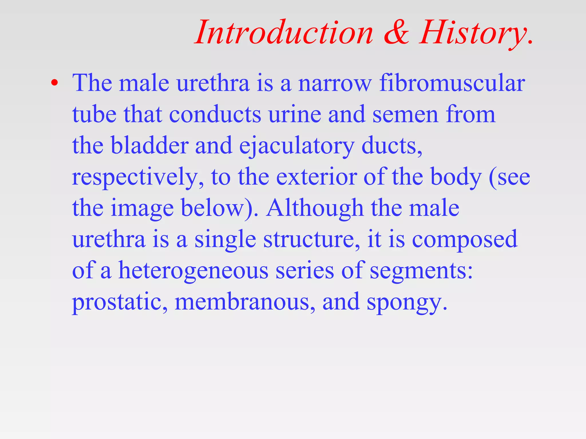 Anatomy Urethra.pptx
