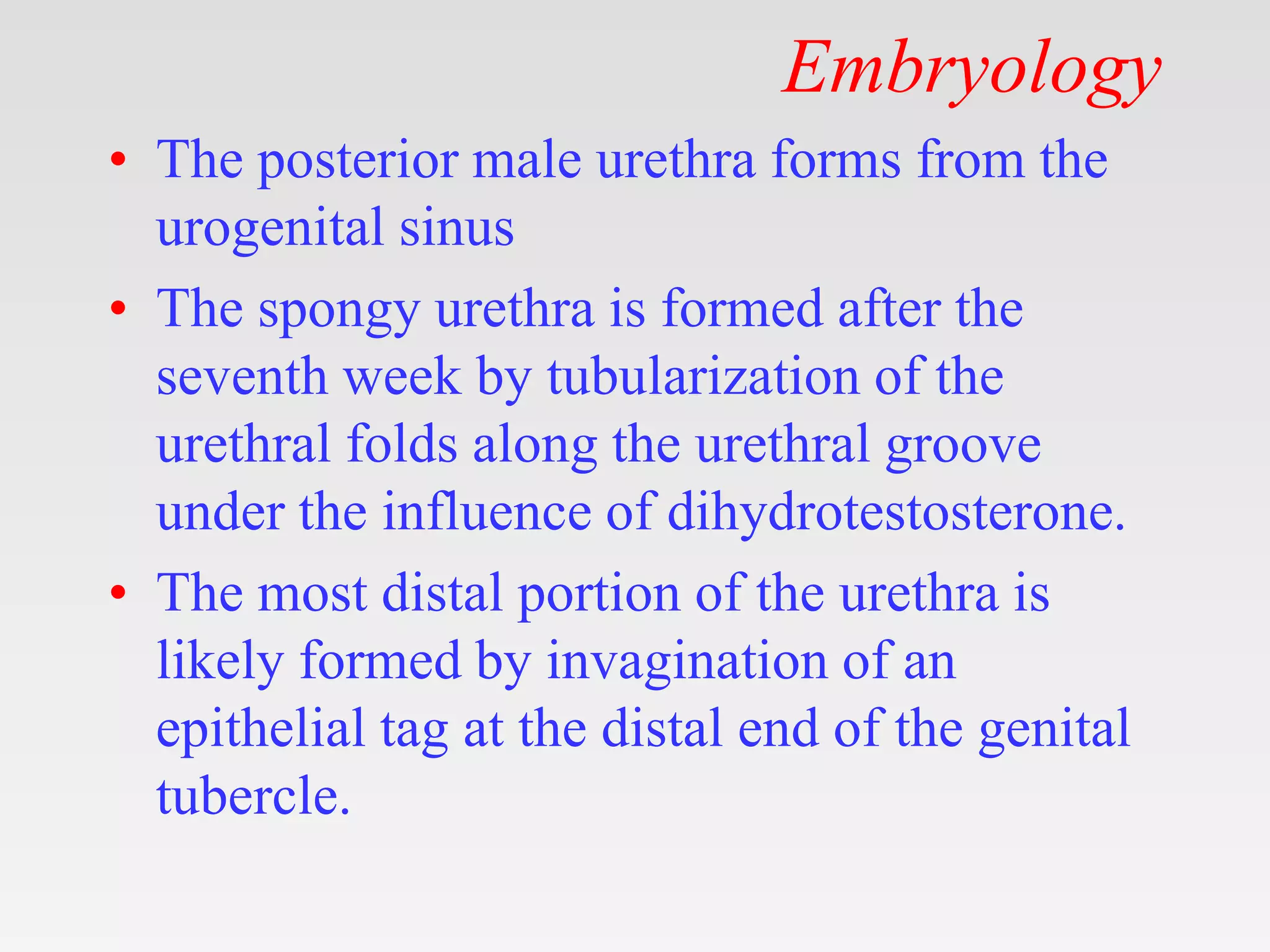 Anatomy Urethra.pptx