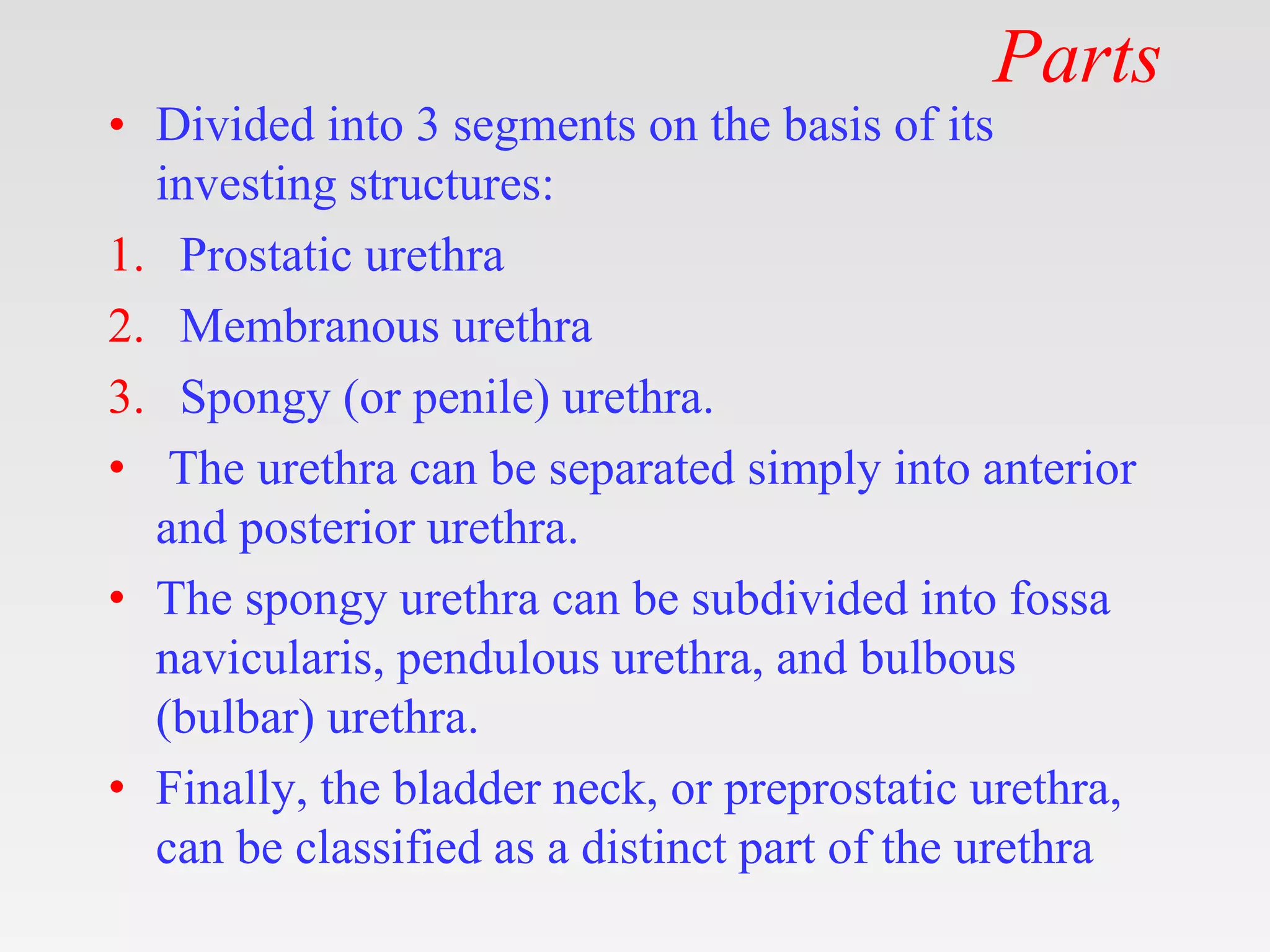 Anatomy Urethra.pptx