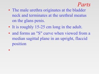 Anatomy Urethra.pptx