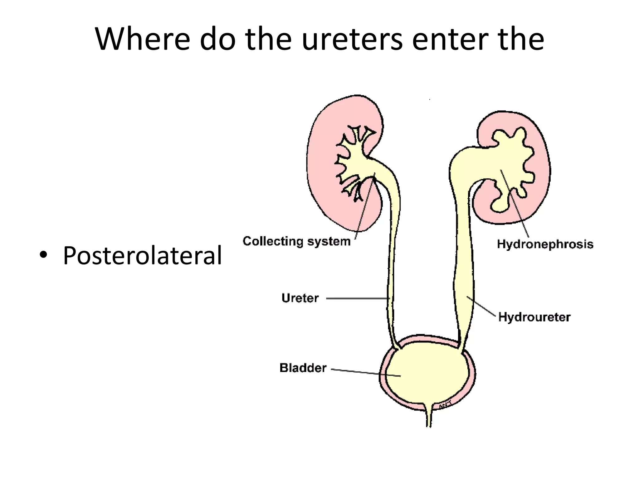 Anatomy urinary system | PPT