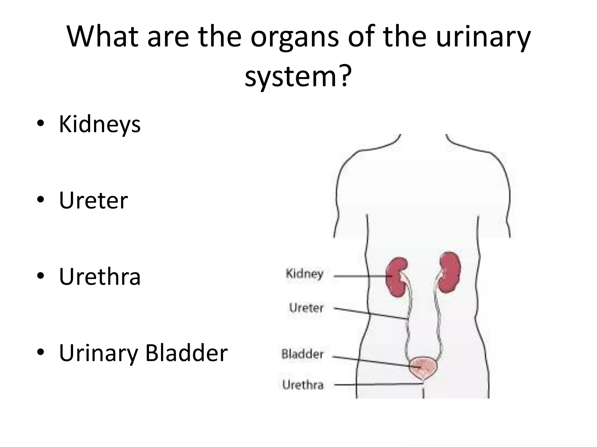 Anatomy urinary system | PPT