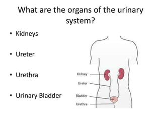 Anatomy urinary system | PPT