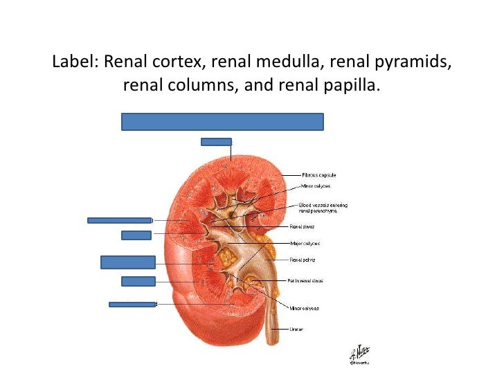 Anatomy urinary system
