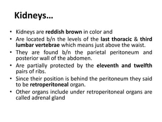 Anatomy Urinary System.ppt