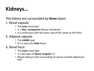 Anatomy Urinary System.ppt