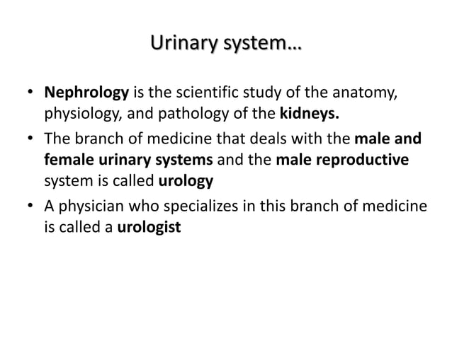Anatomy Urinary System.ppt