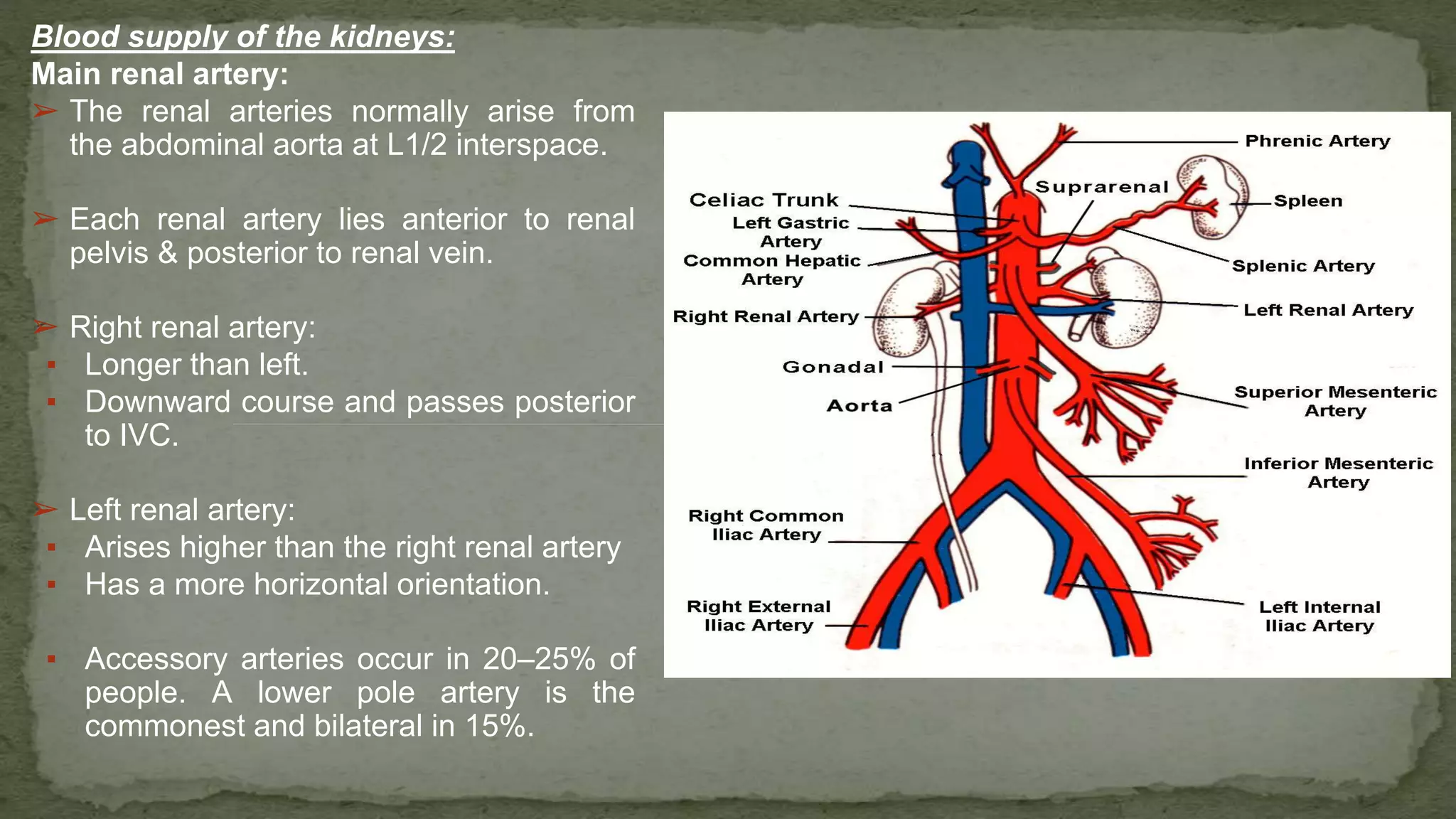 anatomy urinary system.pptx