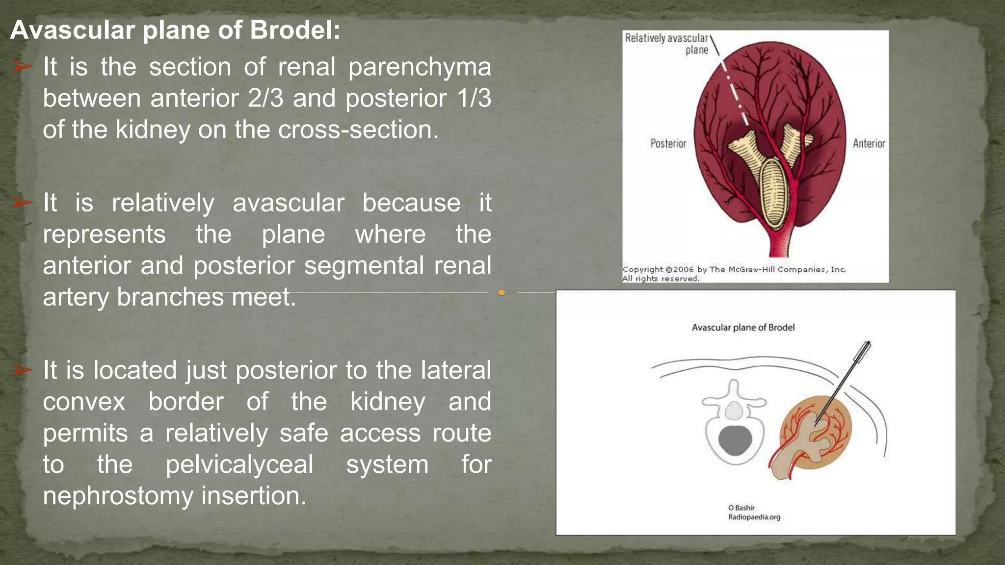 anatomy urinary system.pptx