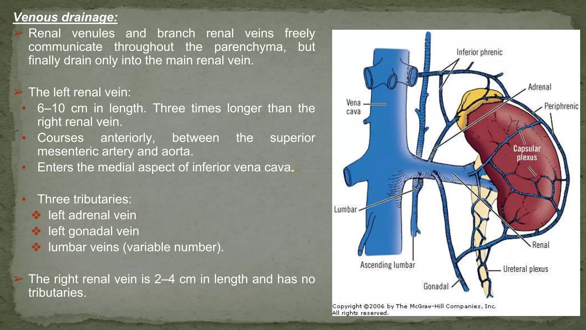 anatomy urinary system.pptx