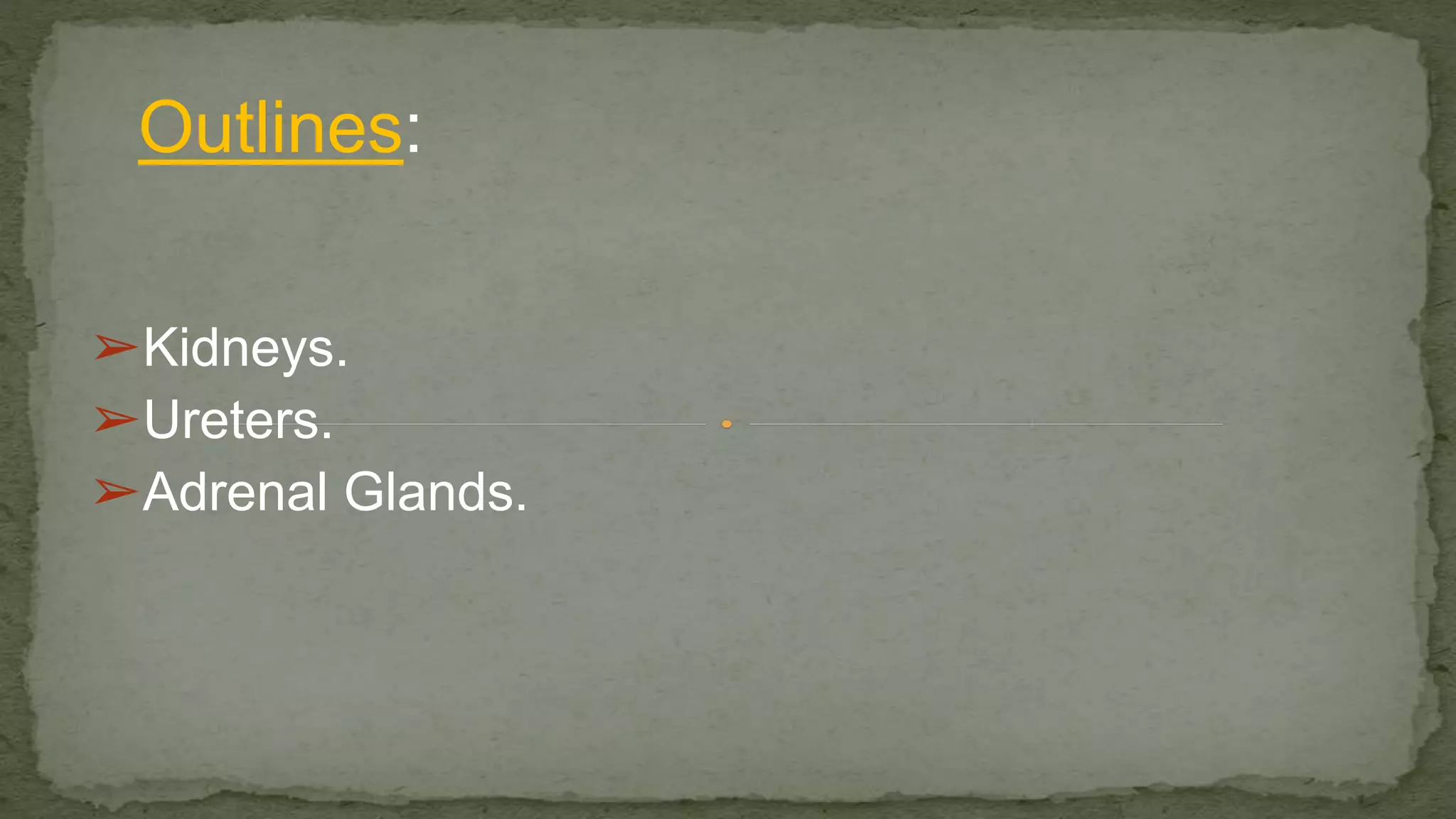 anatomy urinary system.pptx