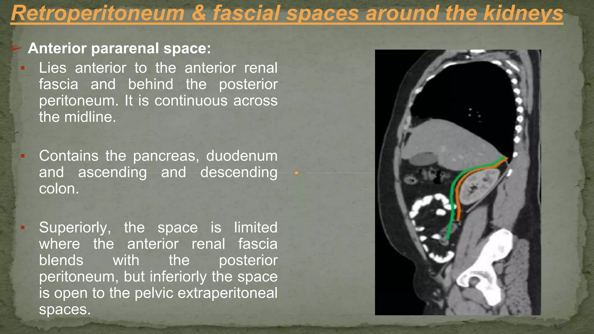 anatomy urinary system.pptx
