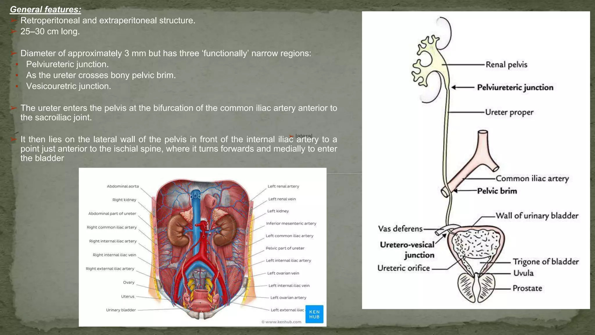 anatomy urinary system.pptx
