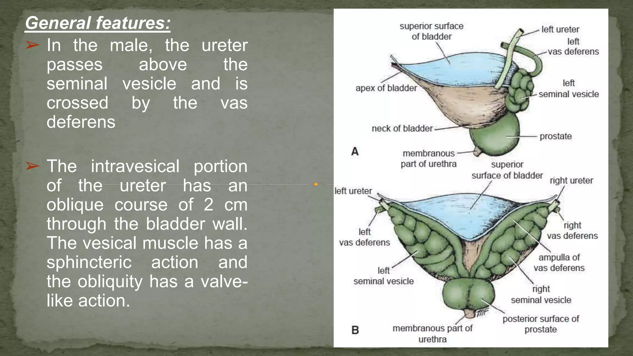 anatomy urinary system.pptx