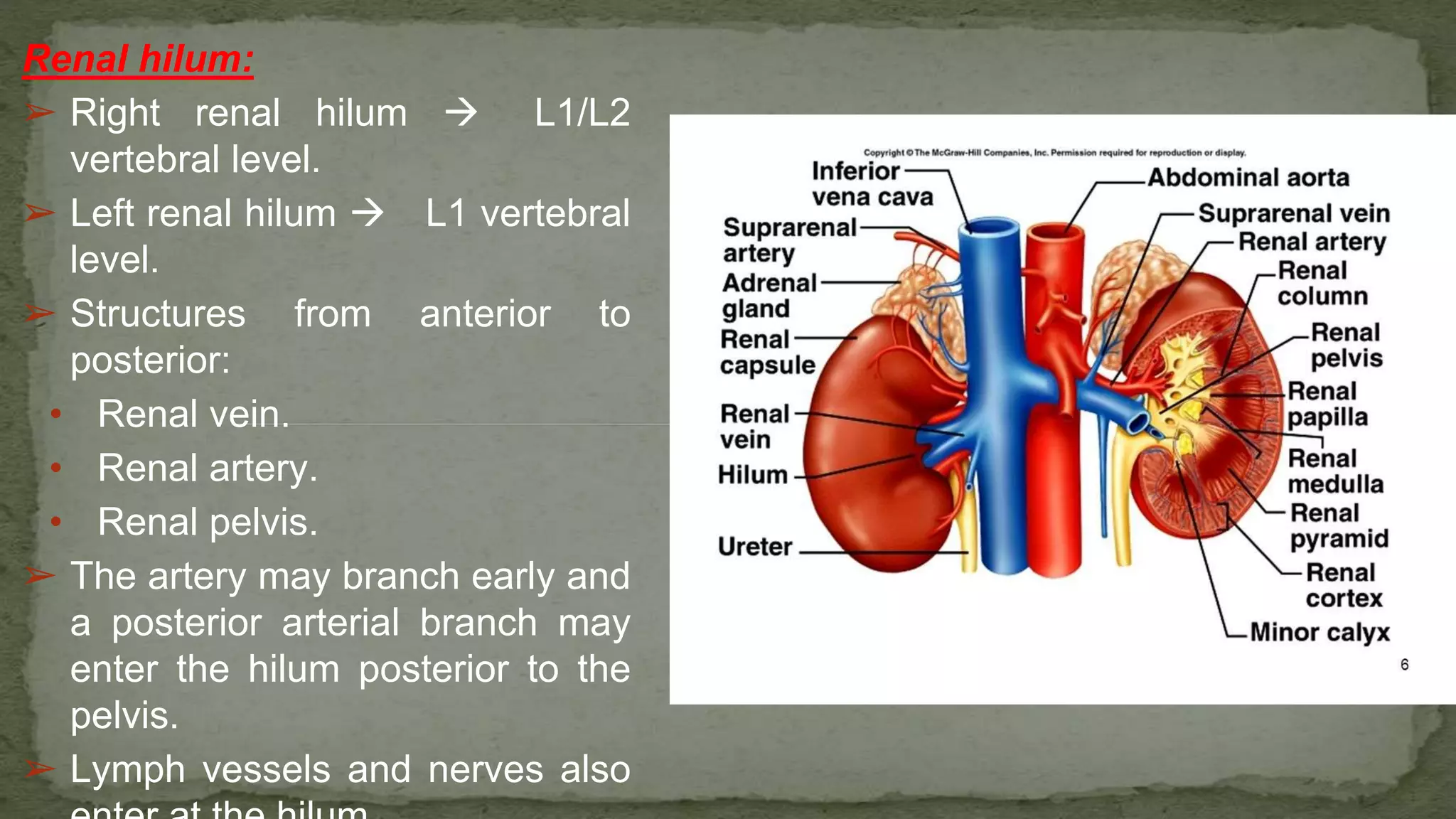 anatomy urinary system.pptx