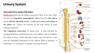 Anatomy Urinary System 2022-2023(01).pdf