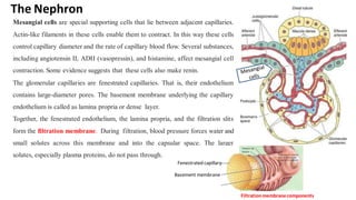 Anatomy Urinary System 2022-2023(01).pdf