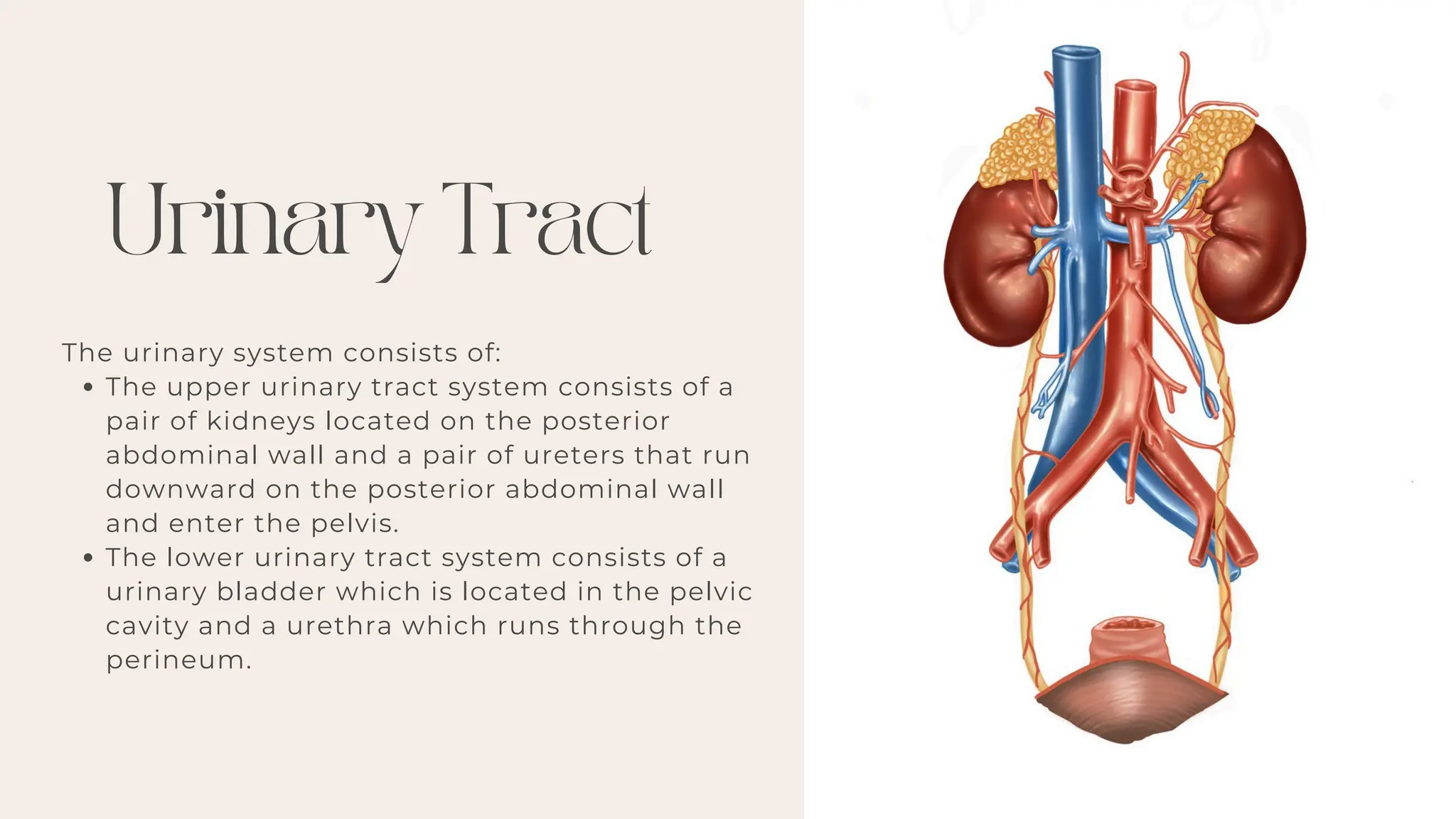 Anatomy urinary tract version inggris.pdf