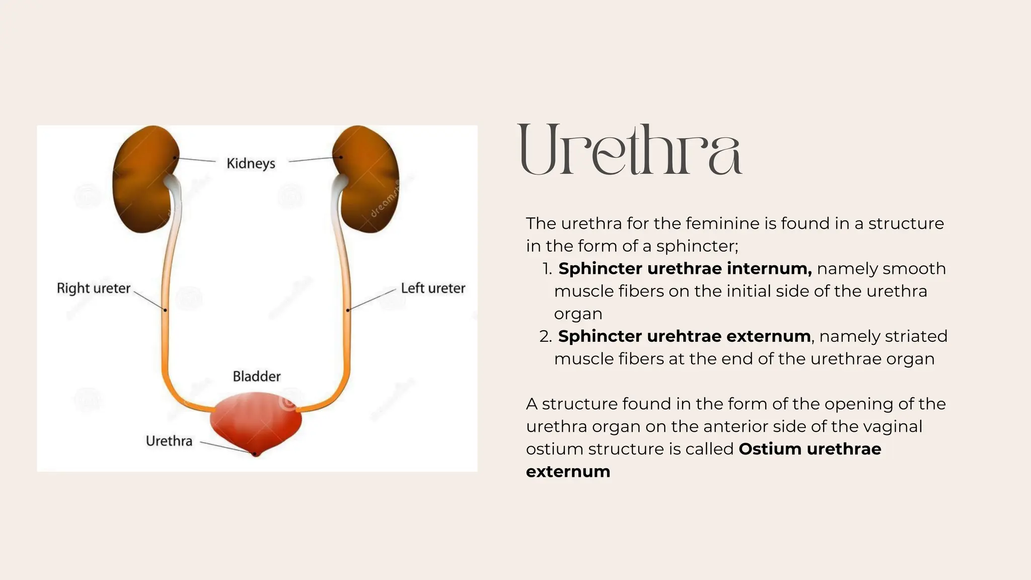 Anatomy urinary tract version inggris.pdf