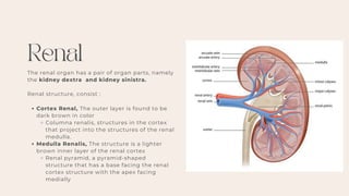 Anatomy urinary tract version inggris.pdf