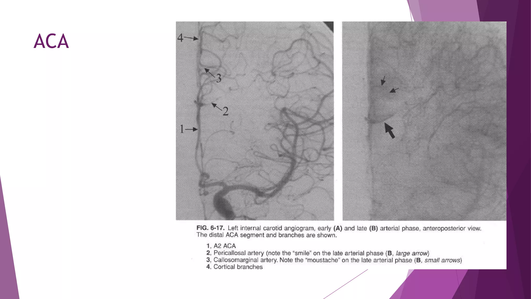 anatomy vasculature.pptx