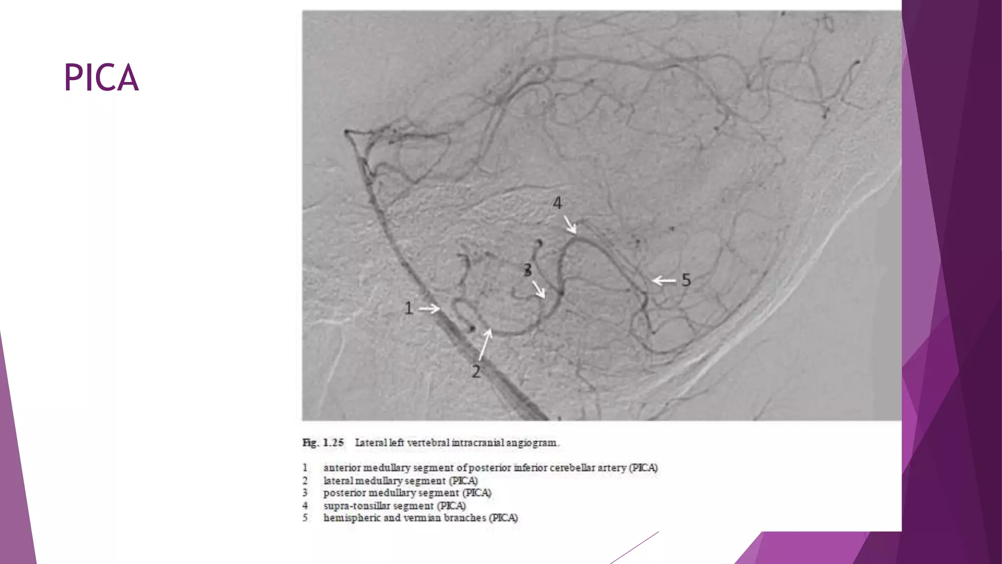 anatomy vasculature.pptx