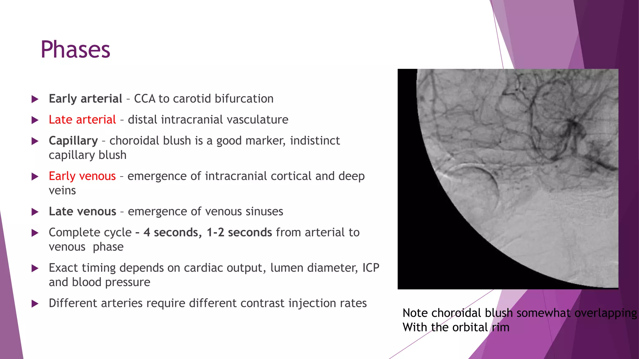 anatomy vasculature.pptx