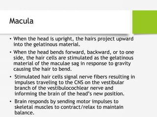 anatomy vestibular anatomy Ear nose throat | PPTX | Biological Sciences ...