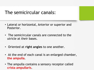 anatomy vestibular anatomy Ear nose throat | PPTX | Biological Sciences ...