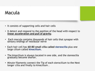 anatomy vestibular anatomy Ear nose throat | PPTX | Biological Sciences ...