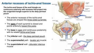 Anatomy VI.pptx